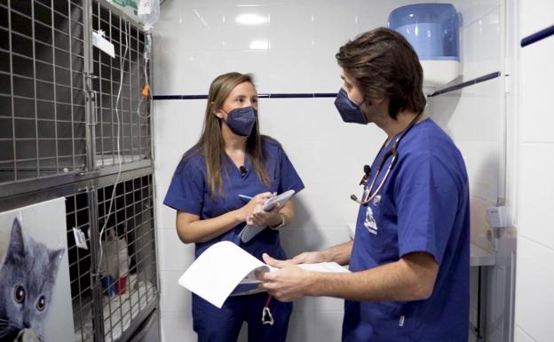 Hospital veterinario SOS Animal: 24 horas con tu mascota | Diario Sur