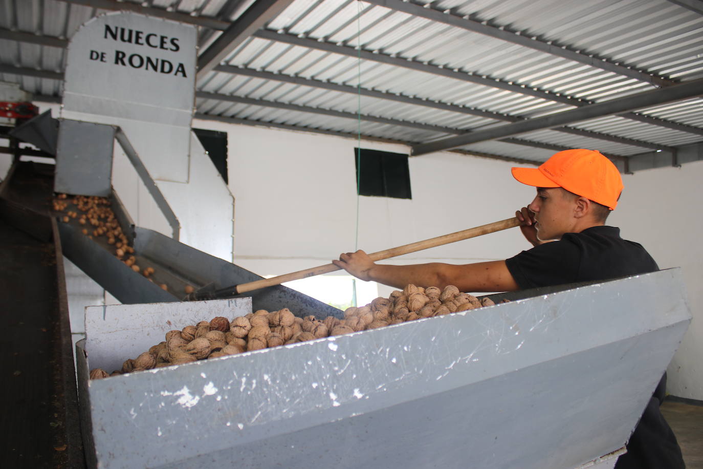 Fotos: Empresas de Ronda y la Serranía inician la recolección de nueces ...