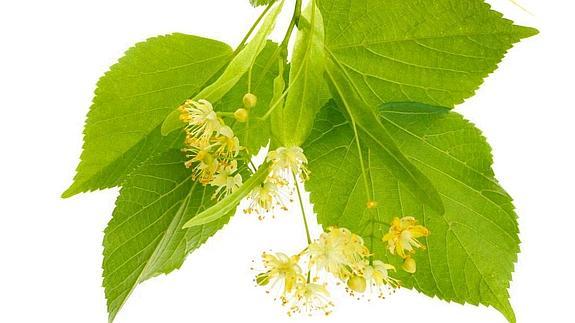 Tres remedios naturales para aliviar los síntomas del resfriado ...