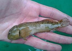 Capturan peces fraile en Río Verde para criarlos en cautividad | Diario Sur