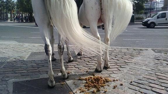 De caballos y de excrementos | Diario Sur