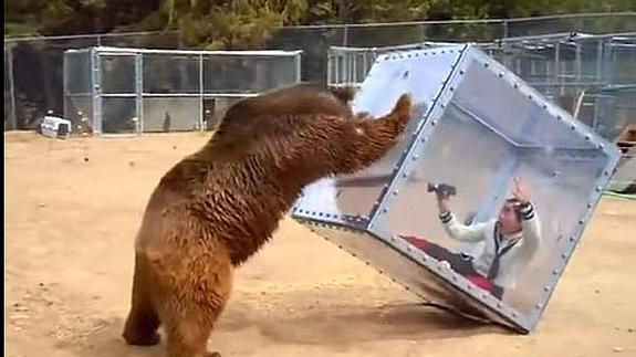 Un oso ataca a una humorista en un programa de la televisión japonesa ...